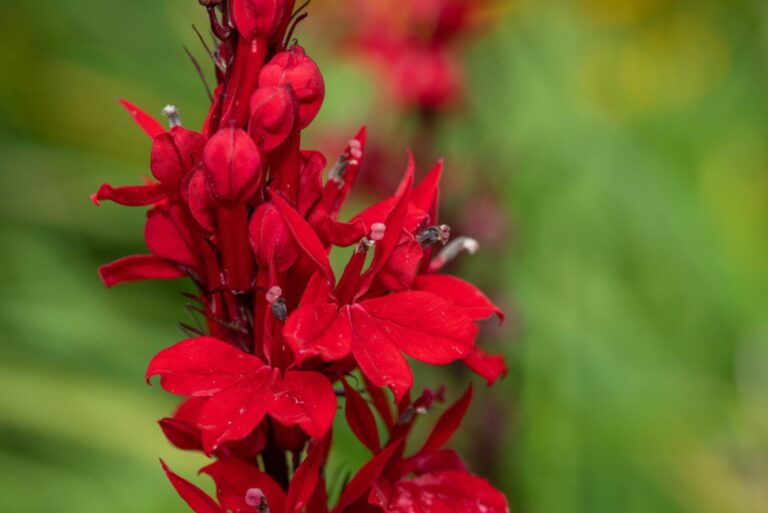 32 Pretty Plants That Thrive Without Direct Sunlight In Your Yard