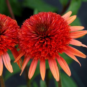 35 Coneflower Varieties That Will Instantly Brighten Your Garden