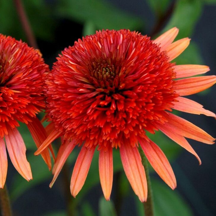 35 Coneflower Varieties That Will Instantly Brighten Your Garden
