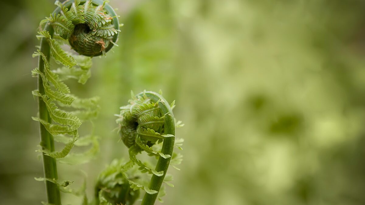 39 Bizarre Plants (Nature’s Supernatural Wonders)