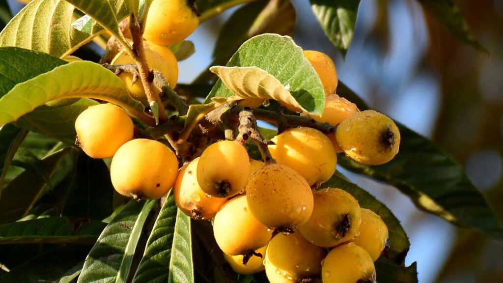 26 Fruit Trees You Definitely Want In Your Backyard