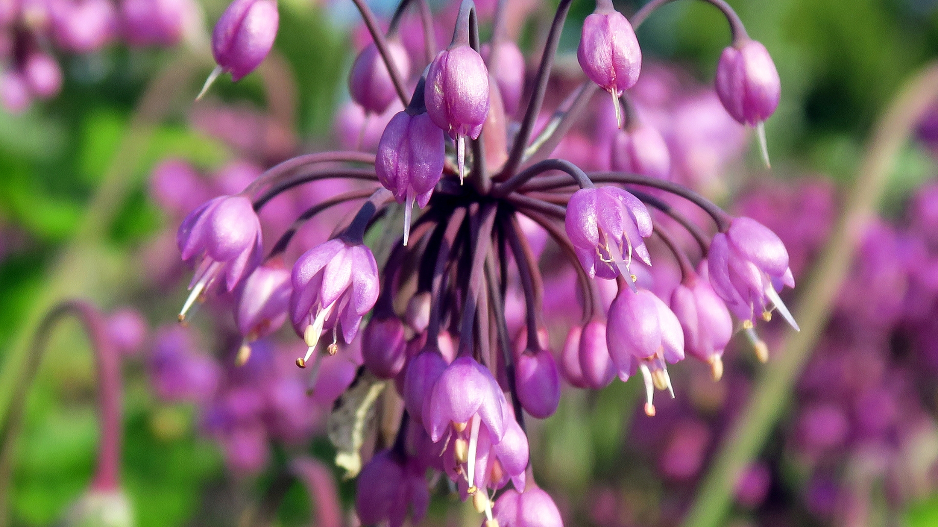36 Stunning Native Plants To Add To Your Garden