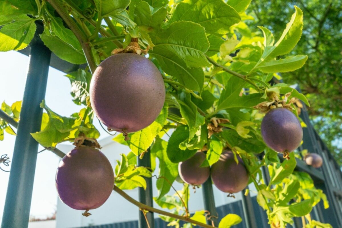 28 Easiest Fruits To Grow At Home For Beginner Gardeners