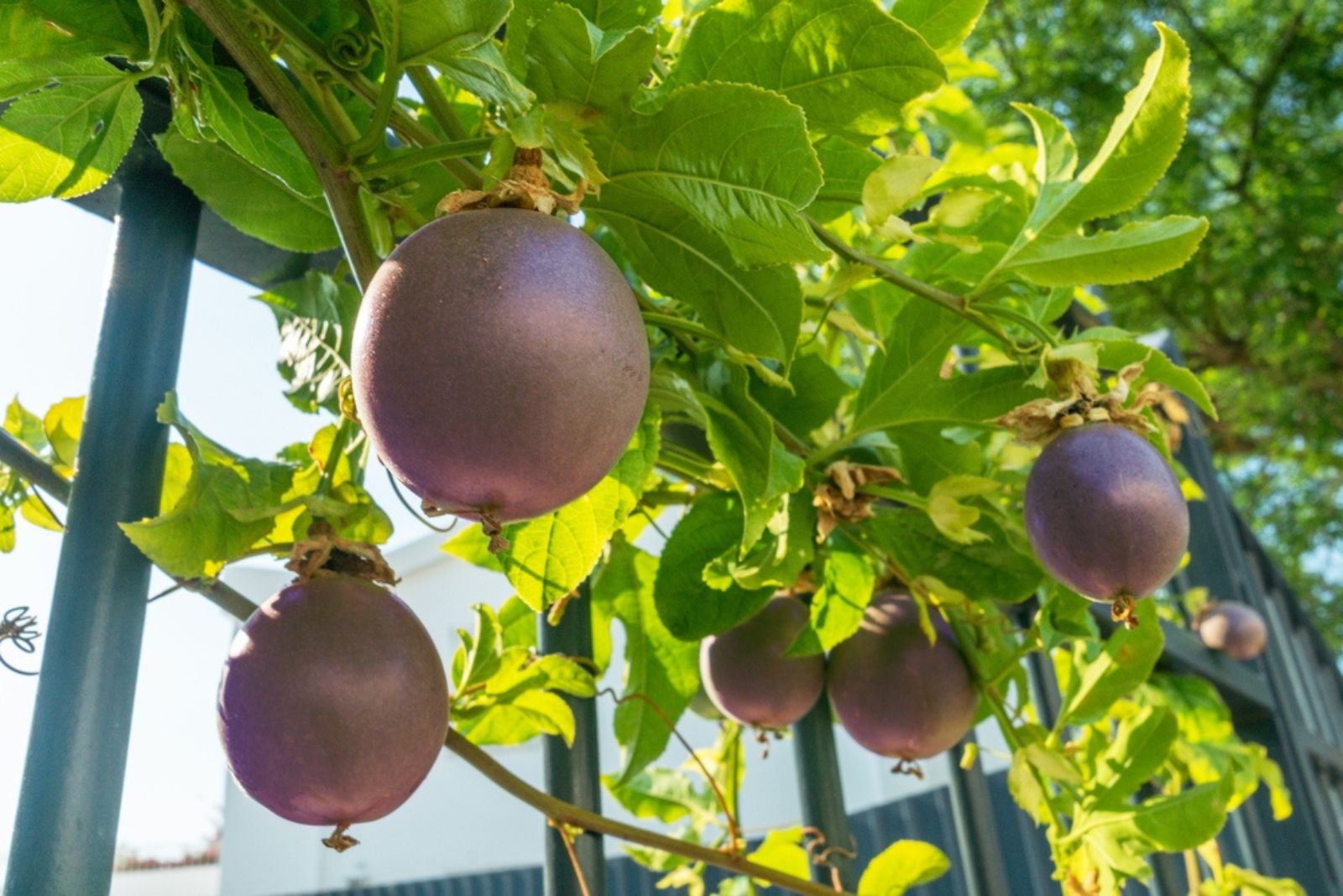28 Easiest Fruits To Grow At Home For Beginner Gardeners