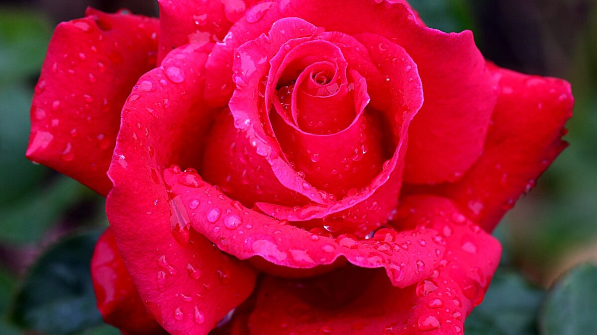 If You’re A Rose Enthusiast, Here Are 41 Varieties You Should Add To ...