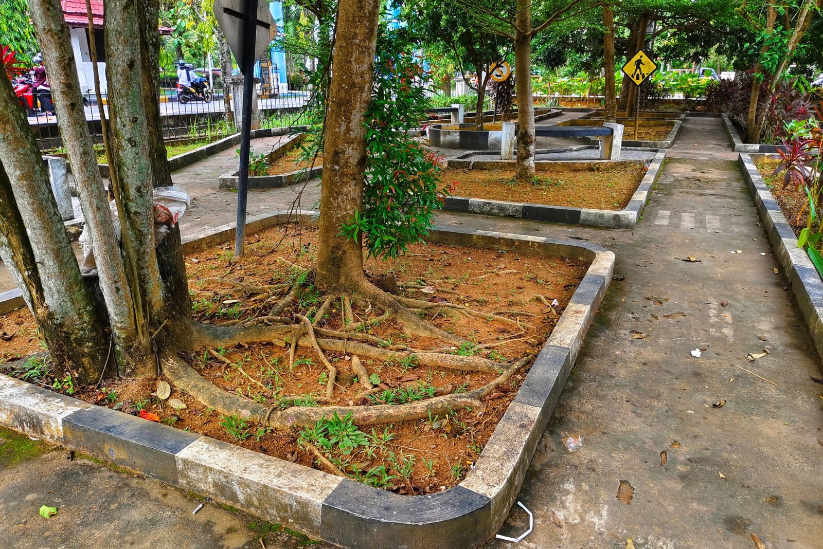 Should You Cover A Tree's Exposed Roots With Soil, Or Is It A Risky Move?