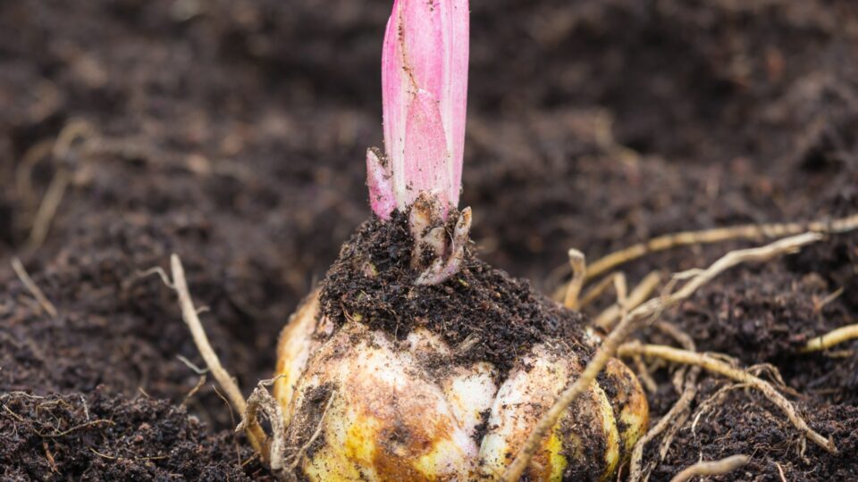 31 Mistakes You're Making When Planting Flower Bulbs—and How to Avoid Them