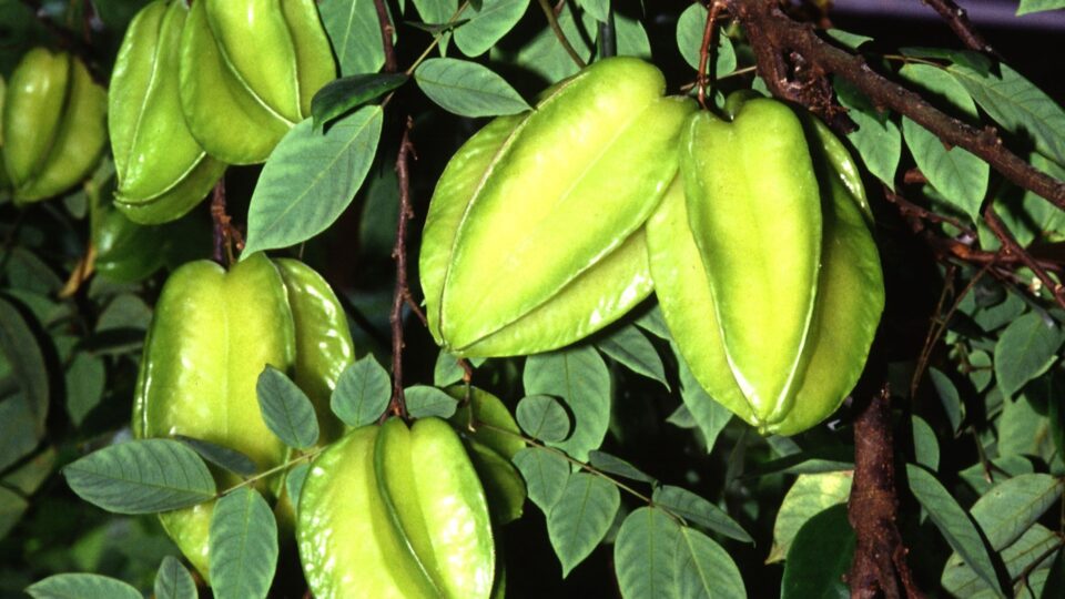 25 Best Fruit Trees To Grow In Pots For A Thriving Container Garden Or ...