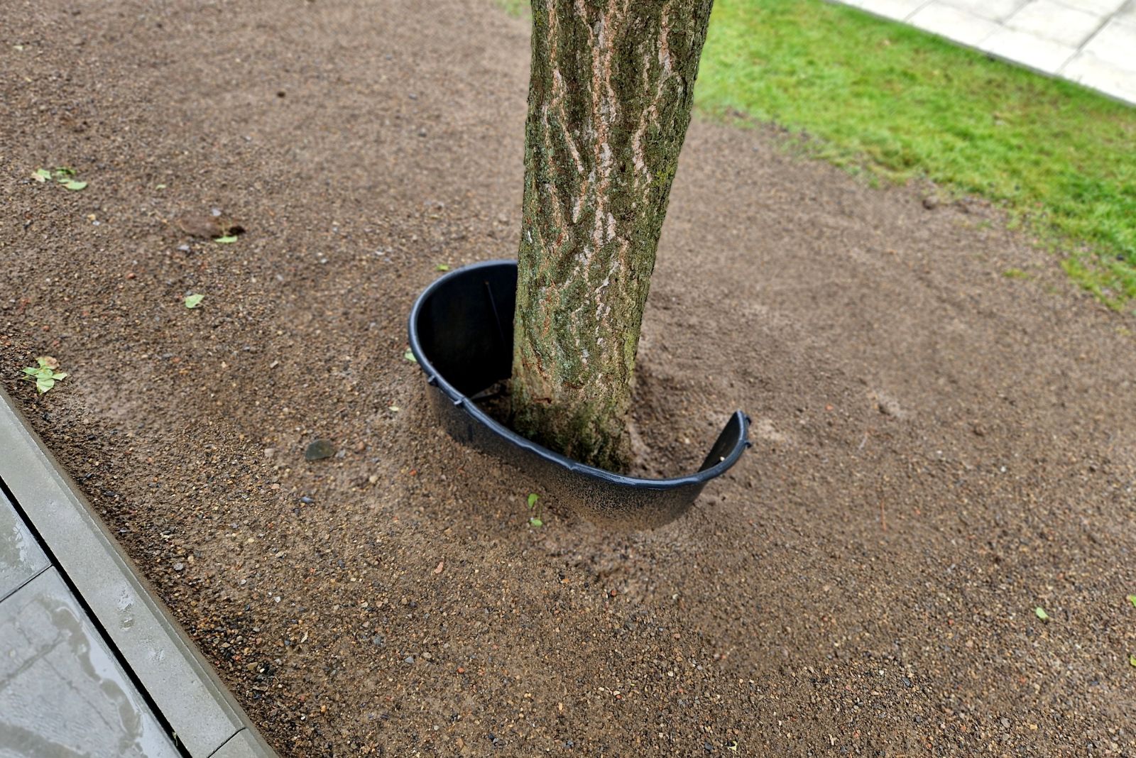 Should You Cover A Tree's Exposed Roots With Soil, Or Is It A Risky Move?