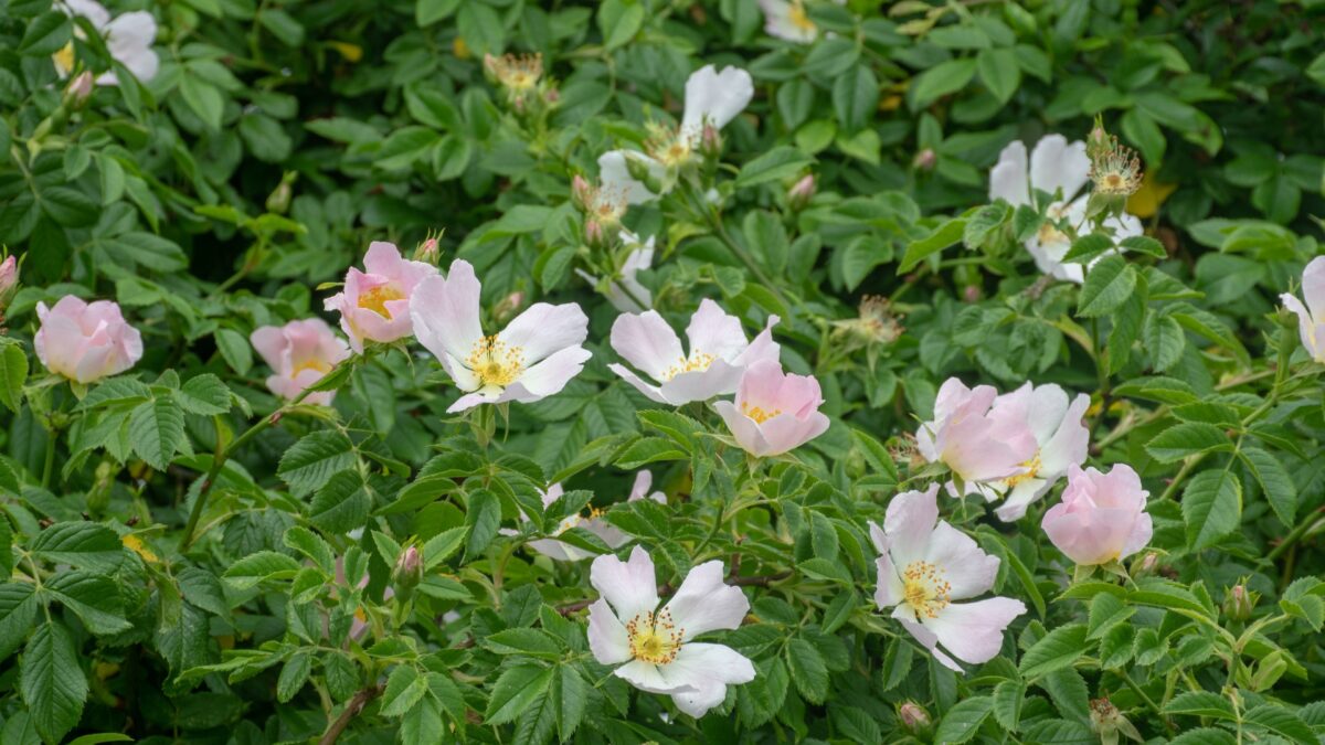 30 English Garden Ideas To Borrow For A Dreamy Cottage-Style Landscape