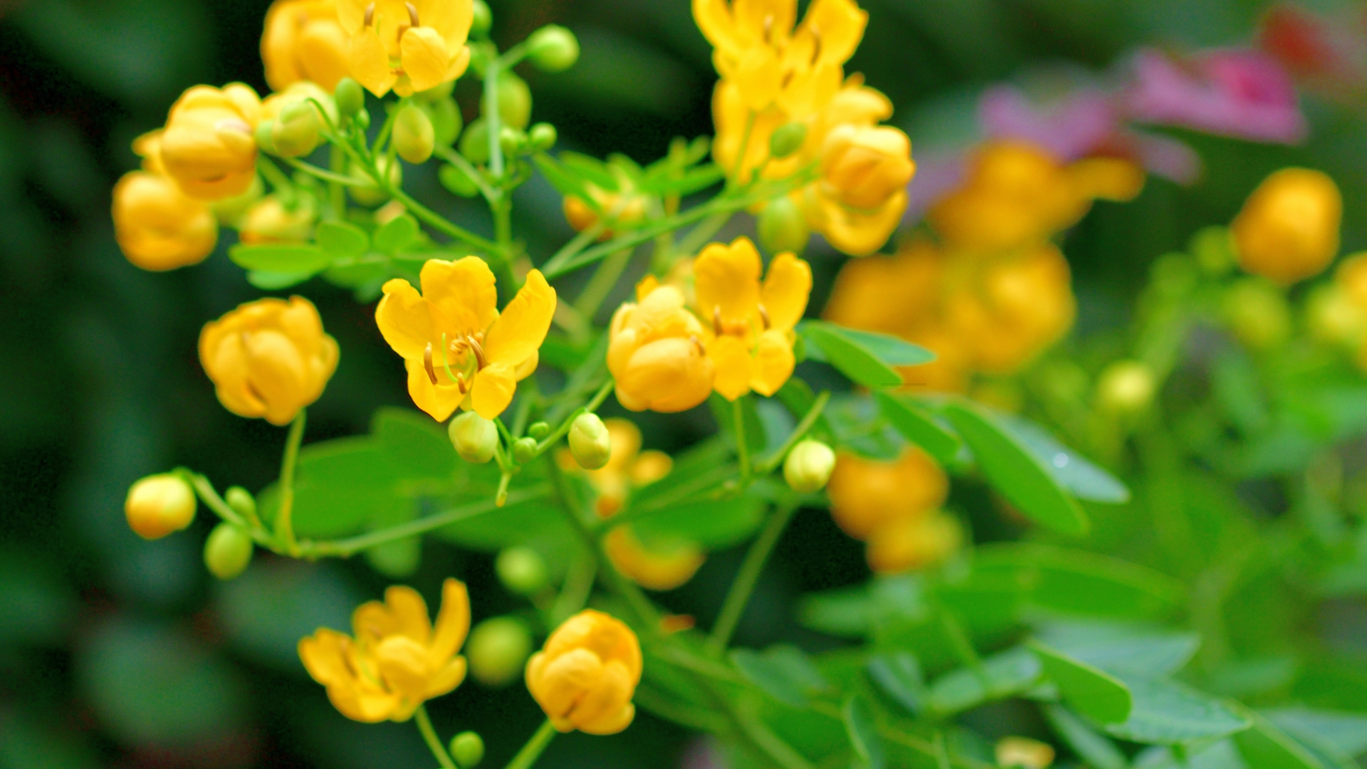 36 Stunning Native Plants To Add To Your Garden