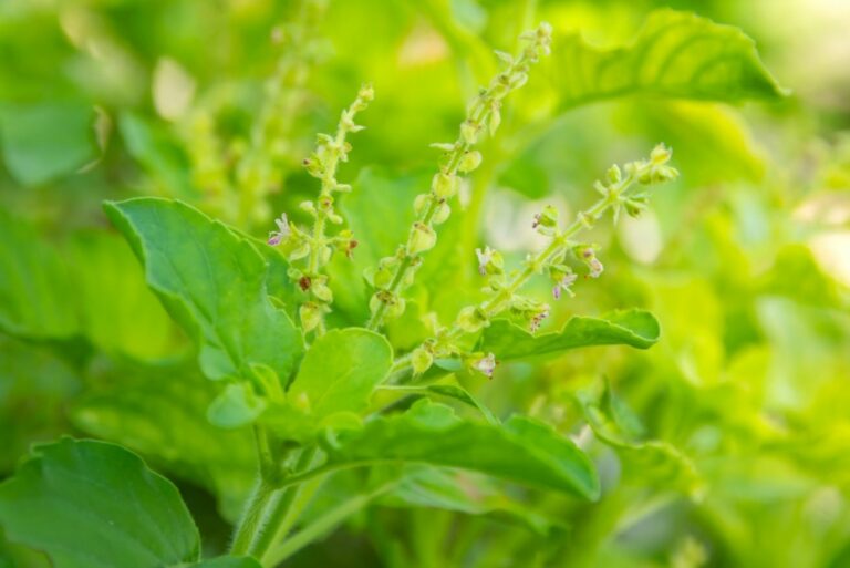 Why Pinching Off Basil Flowers Is The Secret To A Healthier, More ...