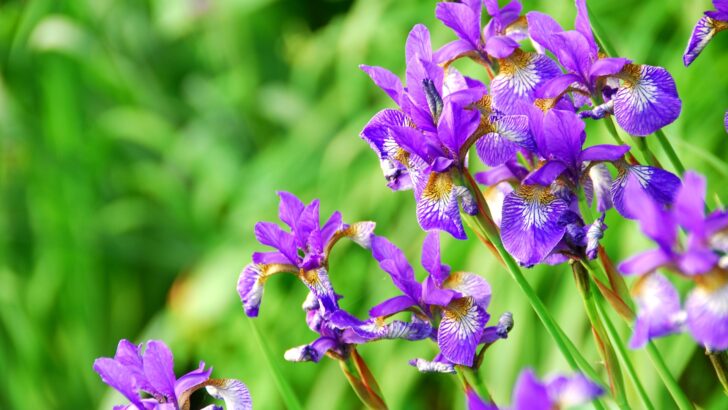 14 Beautiful Perennials That Will Never Leave Your Garden Once Planted