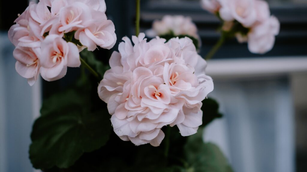 15 Plants People With Nice-Smelling Homes Never Forget to Grow – Plus ...