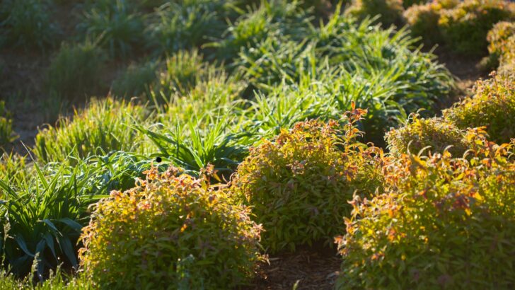 20 Low-Growing Shrubs For Borders That Will Instantly Beautify Your Garden