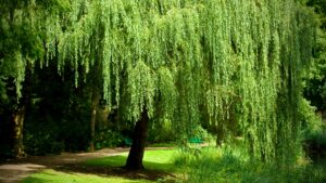 19 Weeping Trees That Will Make A Dramatic Statement In Your Yard