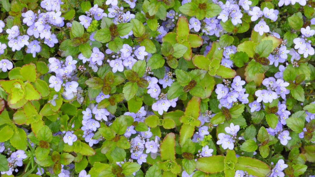 20 Best Groundcovers To Plant Along A Garden Path