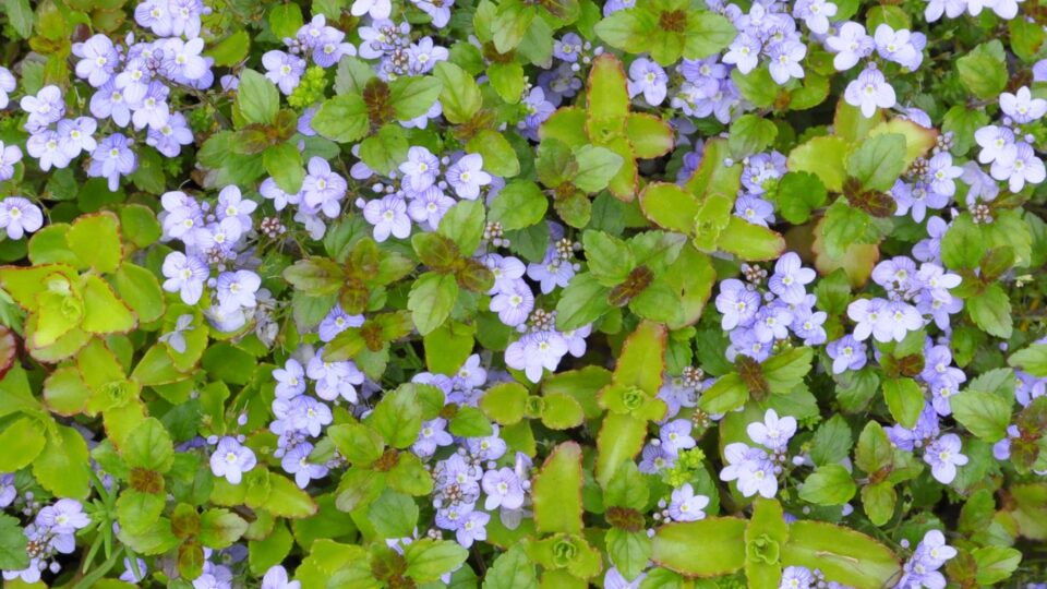 20 Best Groundcovers To Plant Along A Garden Path