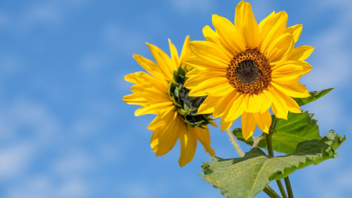 22 Easiest Flowers To Grow For Beginners