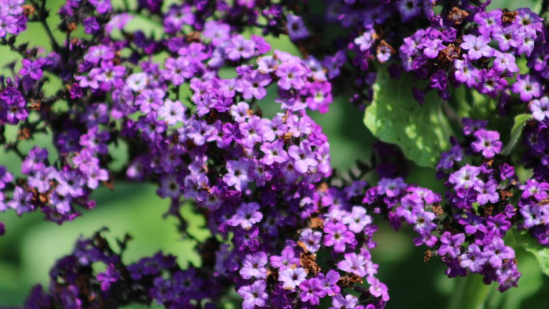 20 Varieties Of Heliotrope Flowers That Are Beautiful Additions (And 4 ...