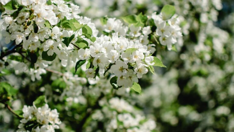 20 White Flowering Trees That Will Transform Your Yard Into A Veritable ...