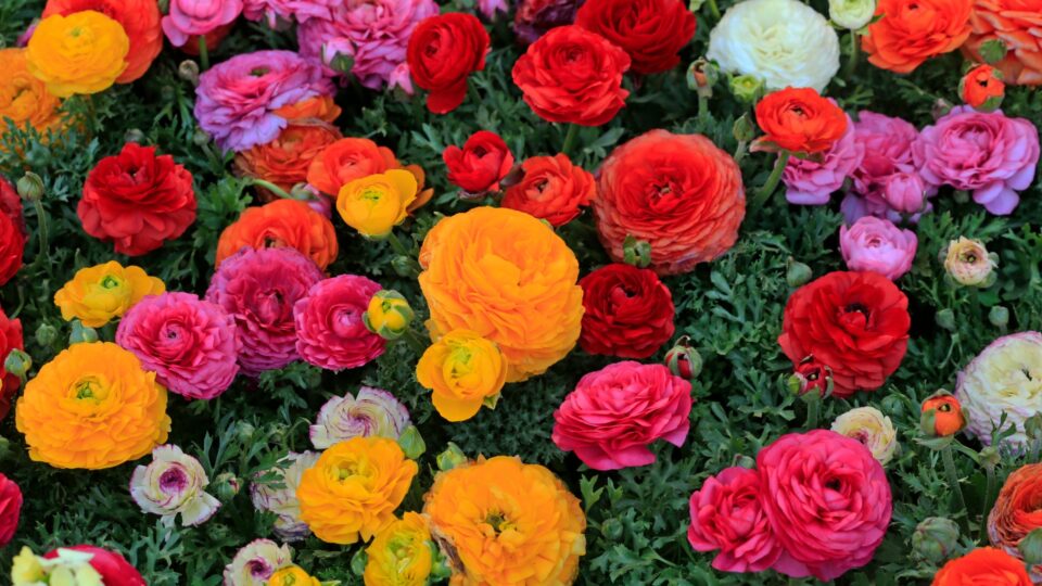 23 Methods To Prevent Flowering Plants From Fading In Color (Plus ...