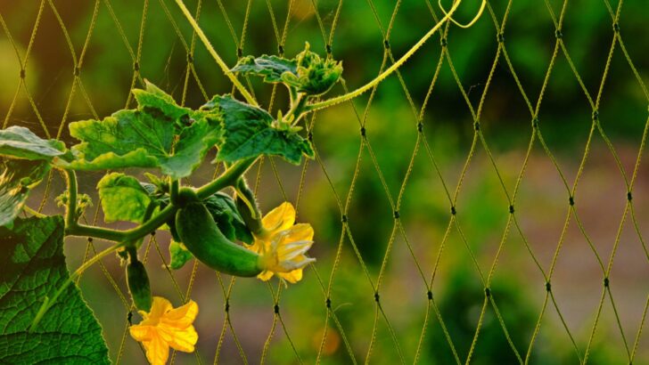 25 Best Vegetables To Grow On A Trellis
