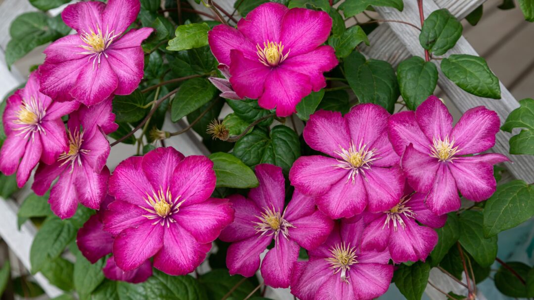 27 Clematis Varieties That Have the Prettiest Flowers