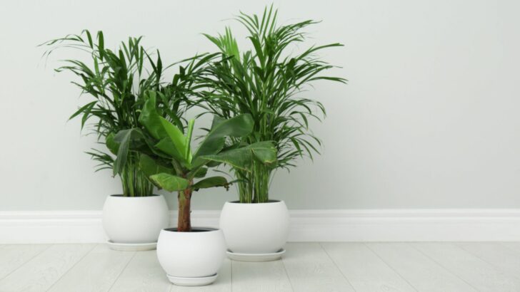 25 House Plants That Look Like Palm Trees