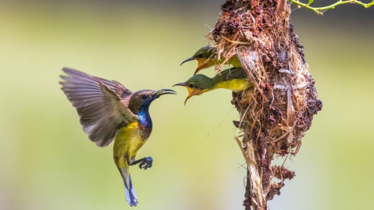 25 Nesting Materials You Should Never Give To Hummingbirds (Plus Some ...