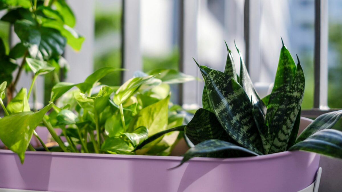 27 Plants That Thrive Alongside Snake Plant