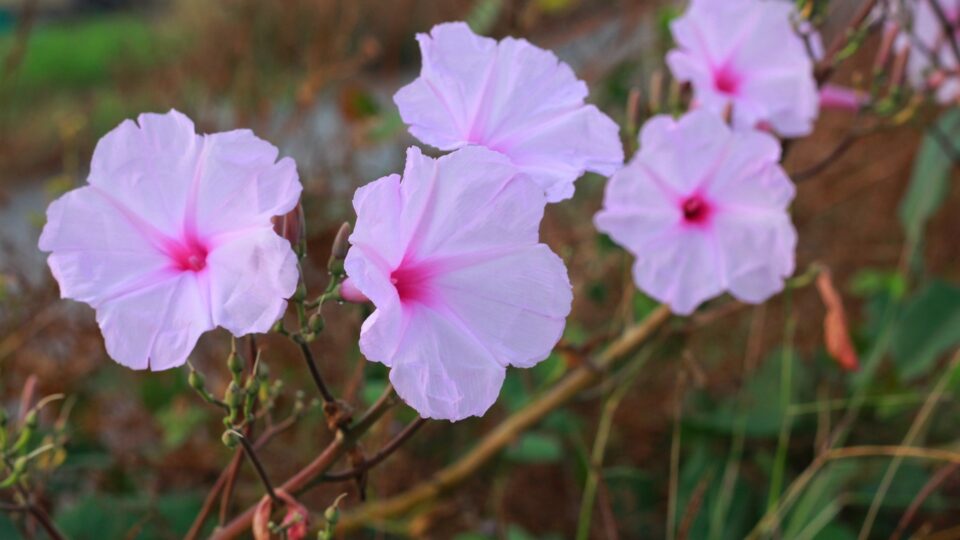 25 Plants You'll Want To Avoid Growing Around Tree Roots