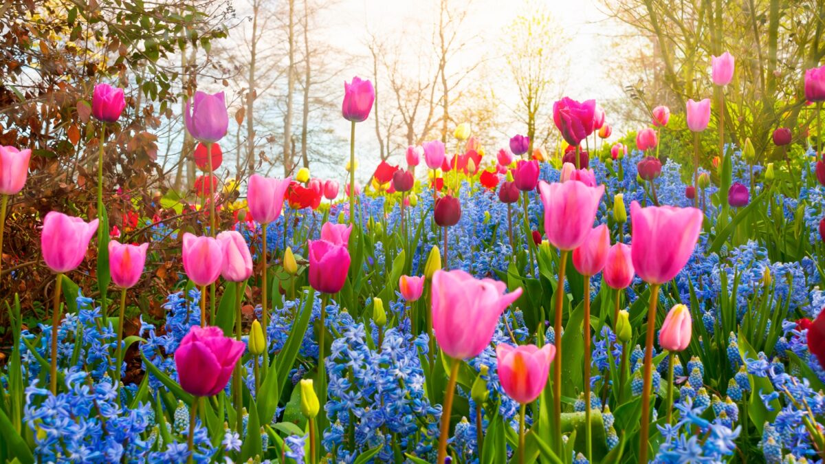 27 Spring Flowers To Plant Right This Instant (And A Few That’ll Stop ...