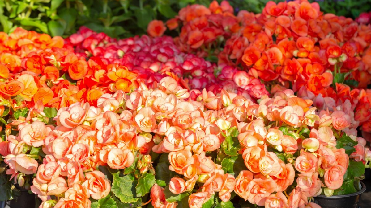 25 Types Of Begonia That Thrive In Lots Of Light (And 5 That Don't)