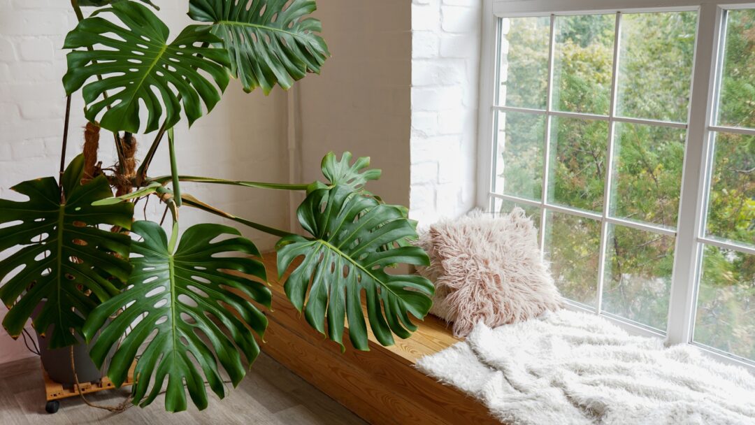 26 Maximalist Houseplants For A Lush Indoor Jungle