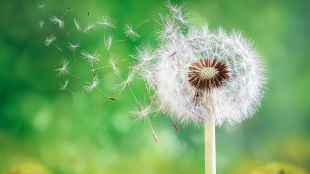 27 Plants In Your Yard You Didn't Know You Could Eat