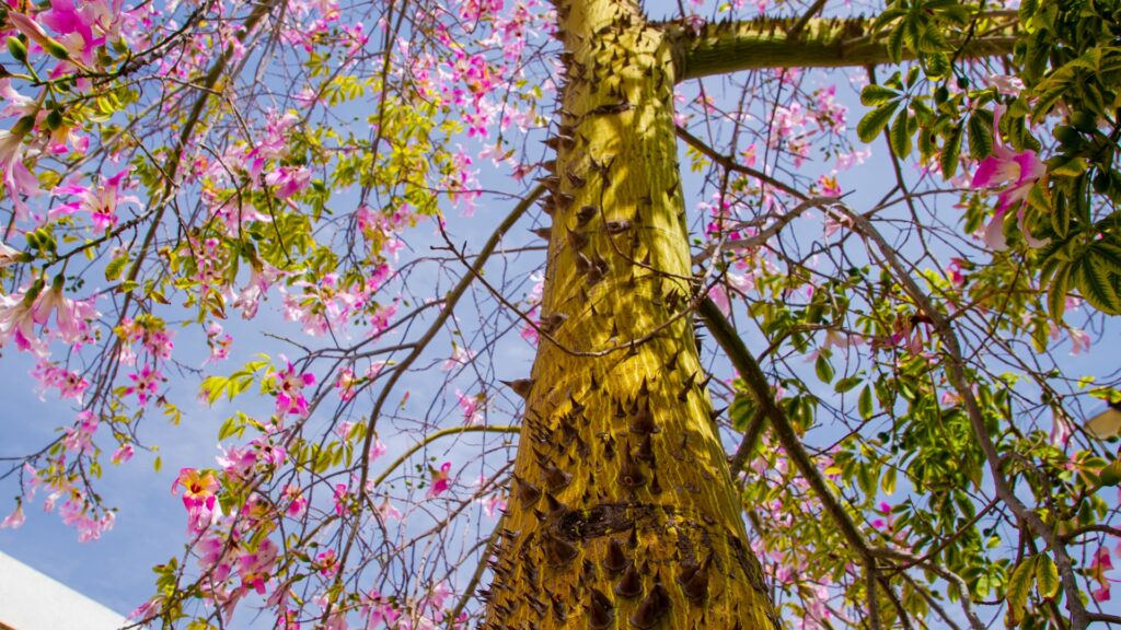 29 Unusual Trees You’ve Probably Never Heard Of