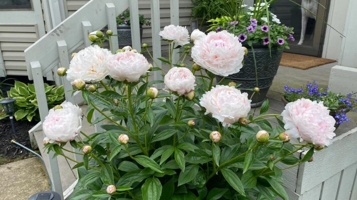 20 Peony Pruning Mistakes That Can Ruin Your Plants (And A Few More You ...