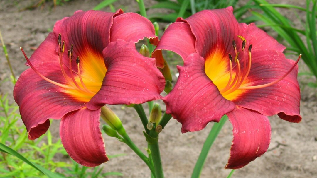 31 Bold Pink Perennials That Will Never Leave Your Garden Once Planted