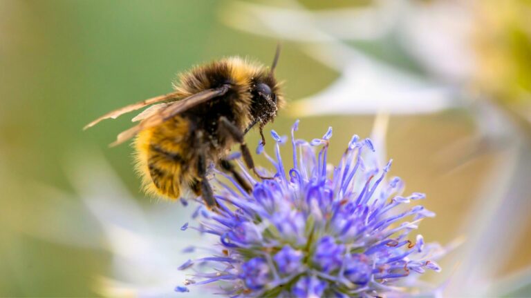 31 Facts Everyone Should Know About Pollinators and Why Your Garden ...