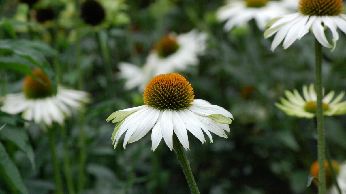 32 Bold White Perennials That Will Never Leave Your Garden Once Planted