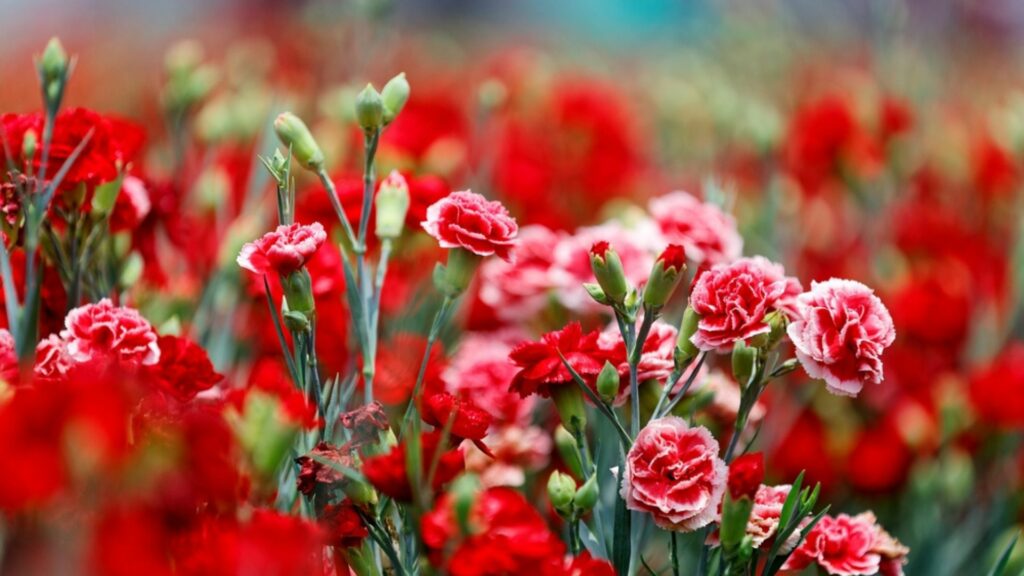 Flowers Of Spain: Meanings & And How To Grow Them
