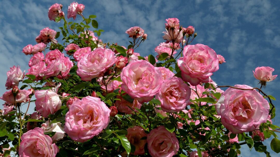 32 Pink Rose Varieties To Make A Blushing Garden
