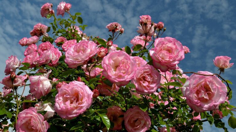 32 Pink Rose Varieties To Make A Blushing Garden
