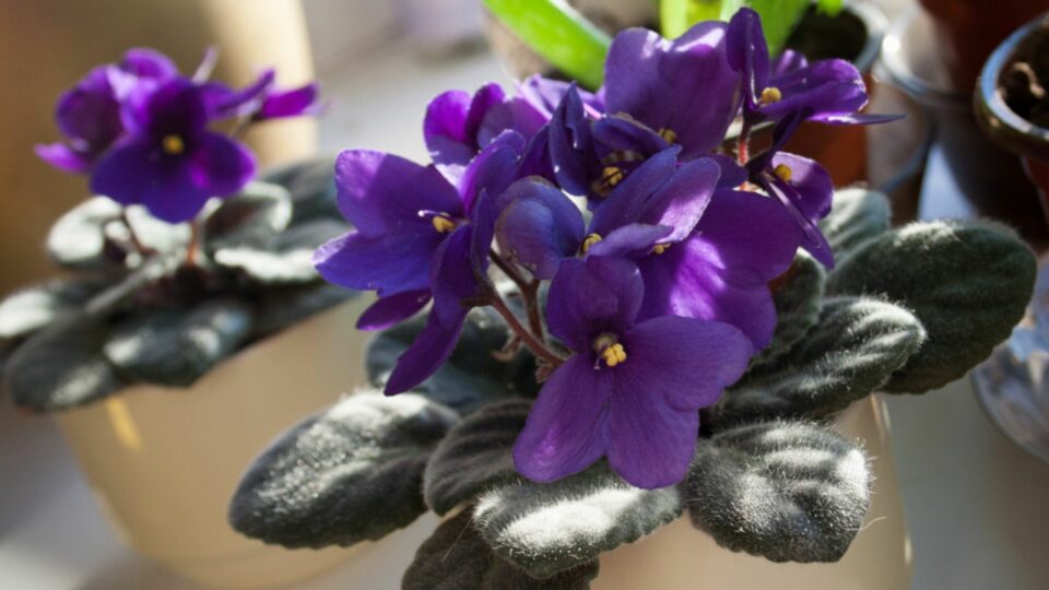 33 Houseplants That Like To Be Pot-Bound – The Plants That'll Thrive In ...