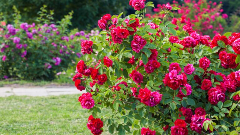 35 Plants That Will Perfectly Complement Your Roses