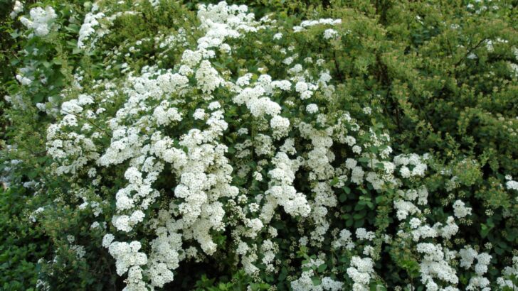 37 Low-Maintenance Flowering Bushes That Won’t Require Constant Attention