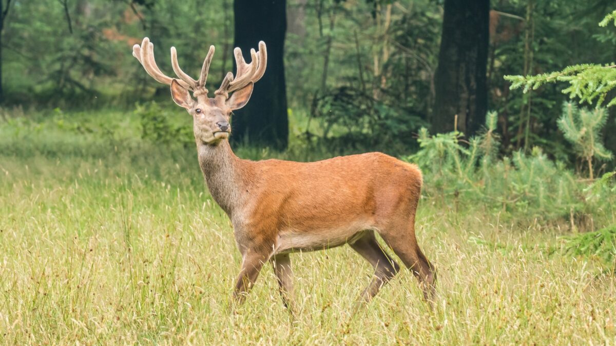 37 Stunning Perennial Plants That Keep Deer Away