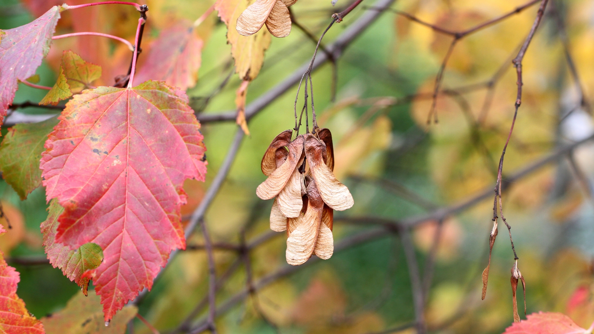 23 Types Of Trees You Can Safely Plant Near Your House
