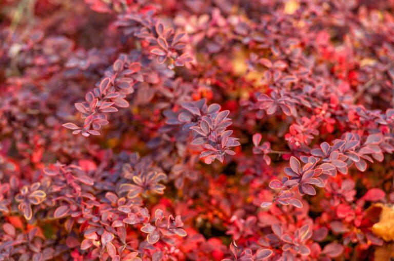 22 Low-Growing Shrubs For Borders That Will Instantly Transform Your Garden